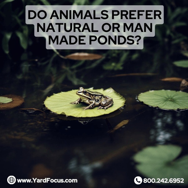 Do Animals Prefer Natural or Man Made Ponds? Find Out Now! — Yard Focus