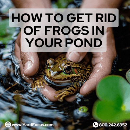 How to Get Rid of Frogs in Pond: Easy Guide! — Yard Focus