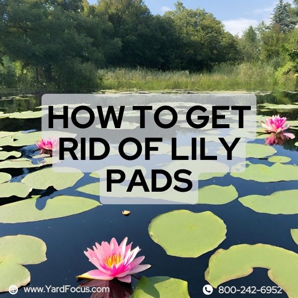 How to Get Rid of Lily Pads: The Ultimate Guide — Yard Focus