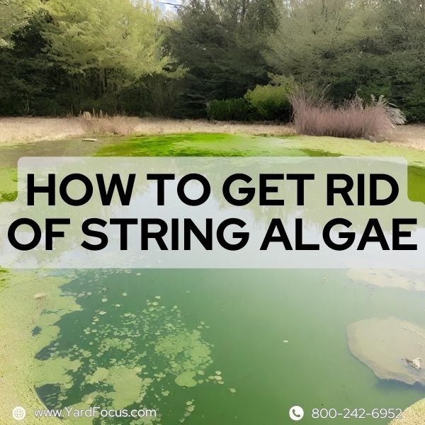 How To Get Rid Of String Algae: Methods That Work - Yard Focus