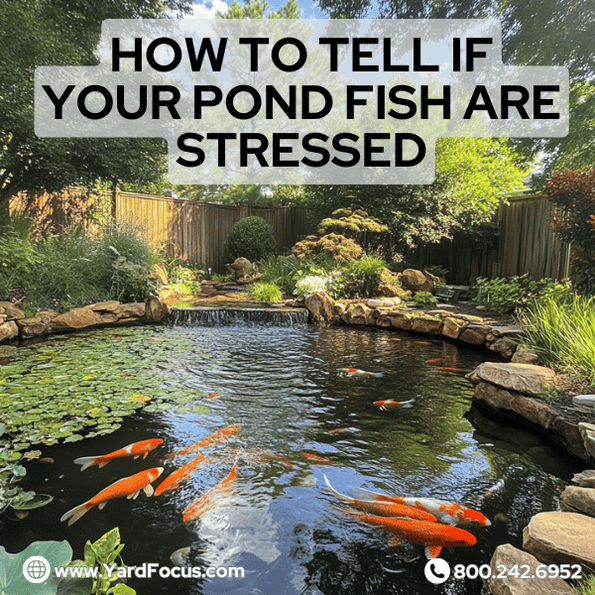 How to Tell if Your Pond Fish Are Stressed: Here's What to Do! — Yard Focus