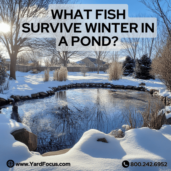 What Fish Survive Winter in a Pond? Must Read! — Yard Focus