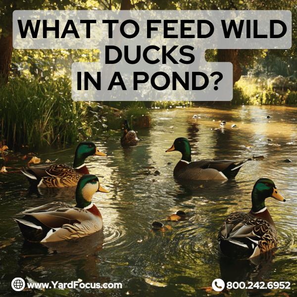 What to Feed Wild Ducks in a Pond: Top Tips for Beginners! — Yard Focus