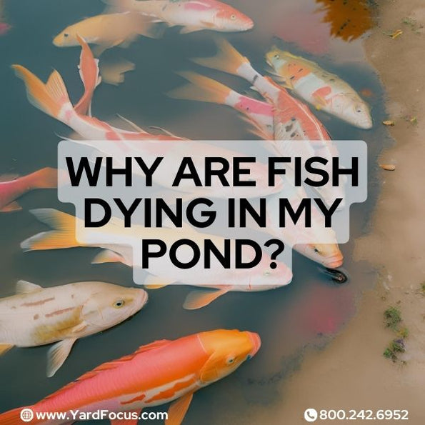 Why Are Fish Dying In My Pond: Uncover the Mystery — Yard Focus