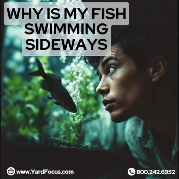 Why is My Fish Swimming Sideways? Here's How to Fix It! — Yard Focus