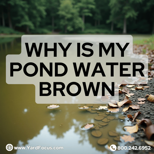 Why is My Pond Water Brown? Learn Expert Solutions Now! — Yard Focus